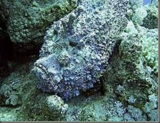 My Fish-KU: IKAN BATU (FISHSTONE)